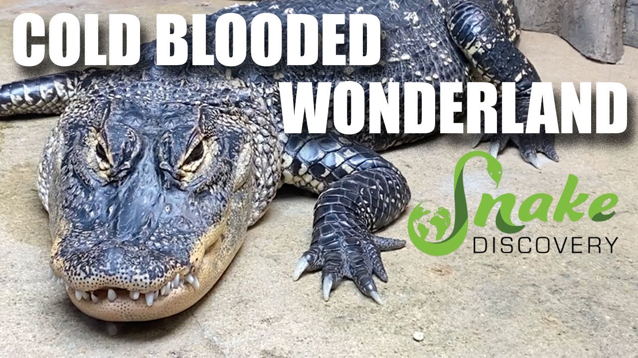 1st time visiting Snake Discovery: A Reptile Zoo built out of Love and ...