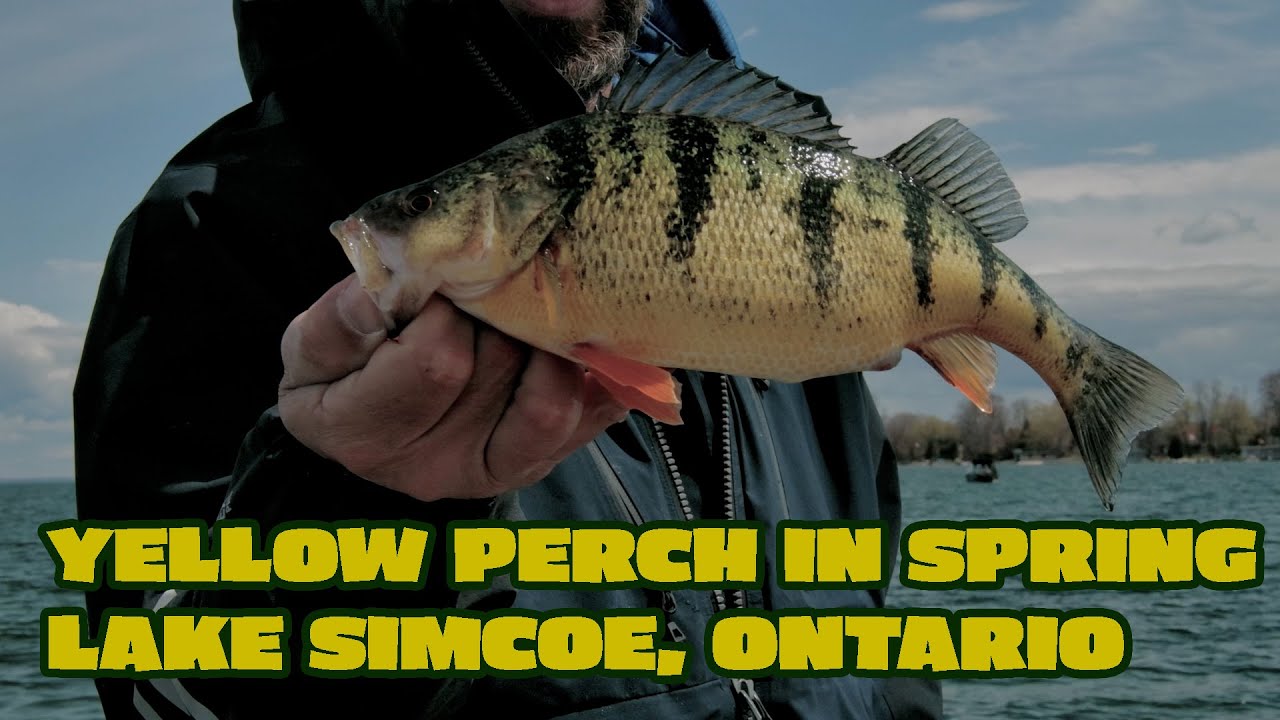 YELLOW PERCH IN THE SPRING ON LAKE SIMCOE - YouTube