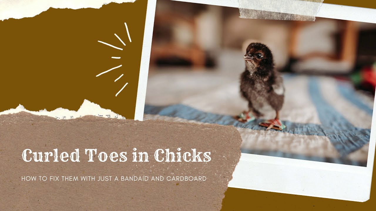 How To Fix Curled Toes in Day Old Baby Chicks - YouTube