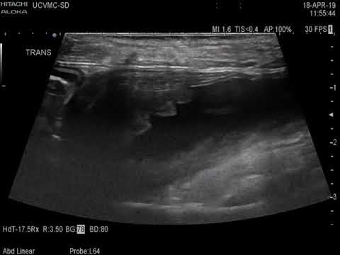 Traumatic catheterization TCC female dog - YouTube