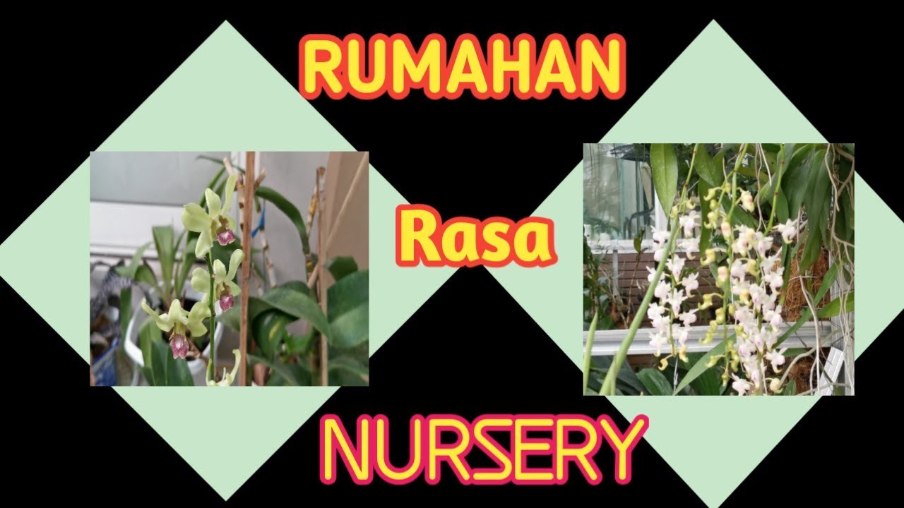 ANGGREK SKALA RUMAHAN || RASA NURSERY || flower family fun - YouTube