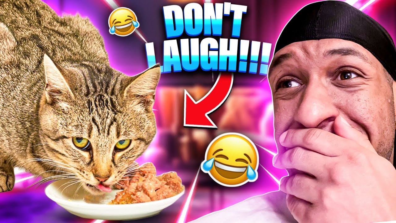 IF I LAUGH… I EAT CAT FOOD (Try Not To Laugh Challenge) - YouTube