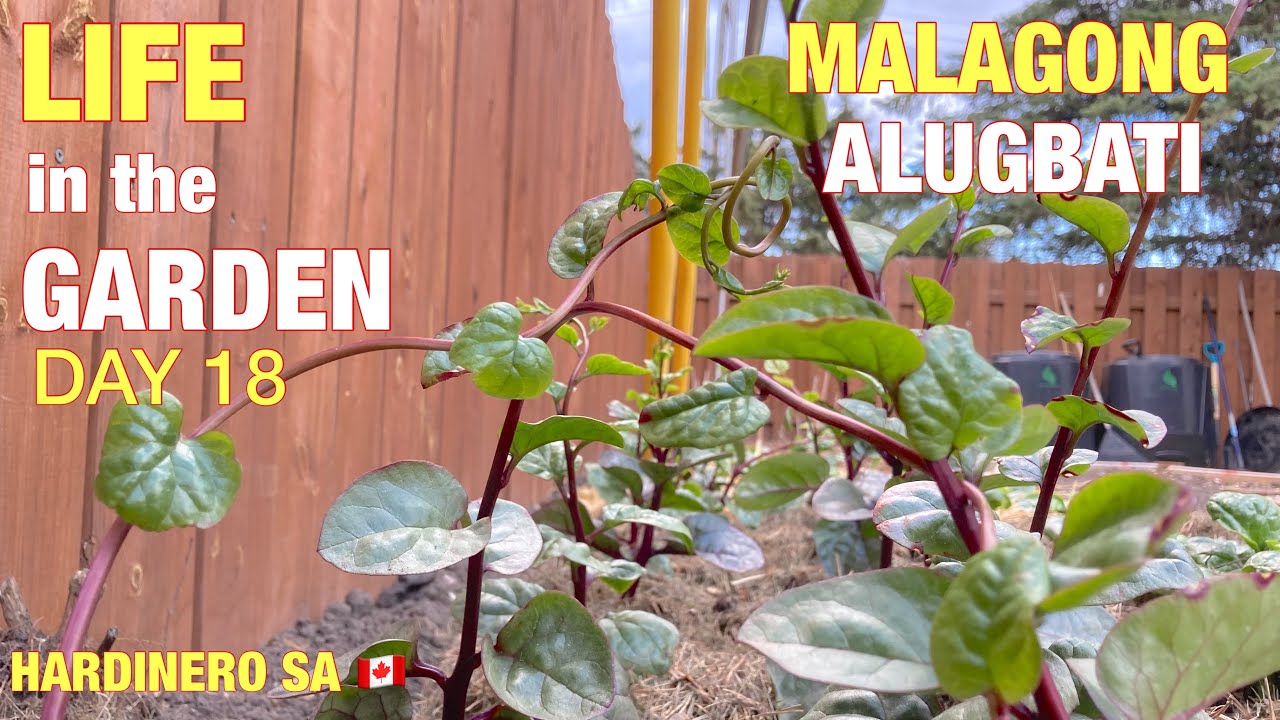 MALAGONG ALUGBATI / NEW TRELLIS ( hardinero sa Canada) - YouTube