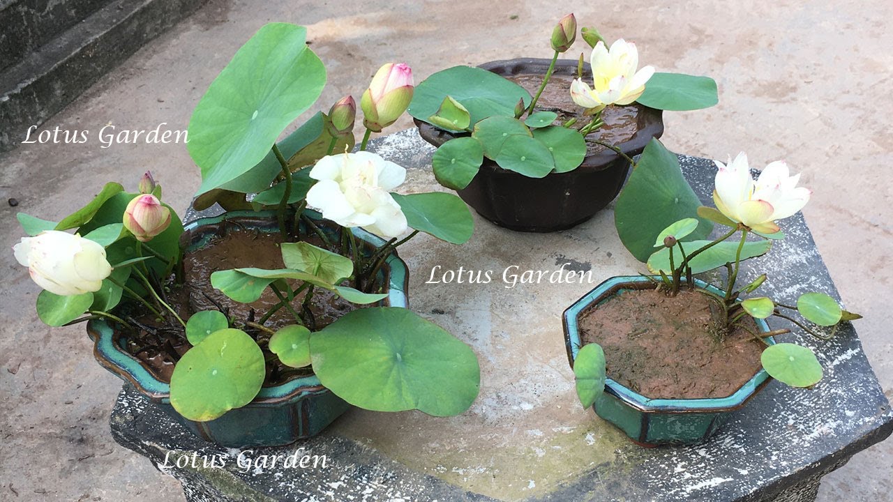 Growing mini lotus at home | invite you to see my mini lotus for ...