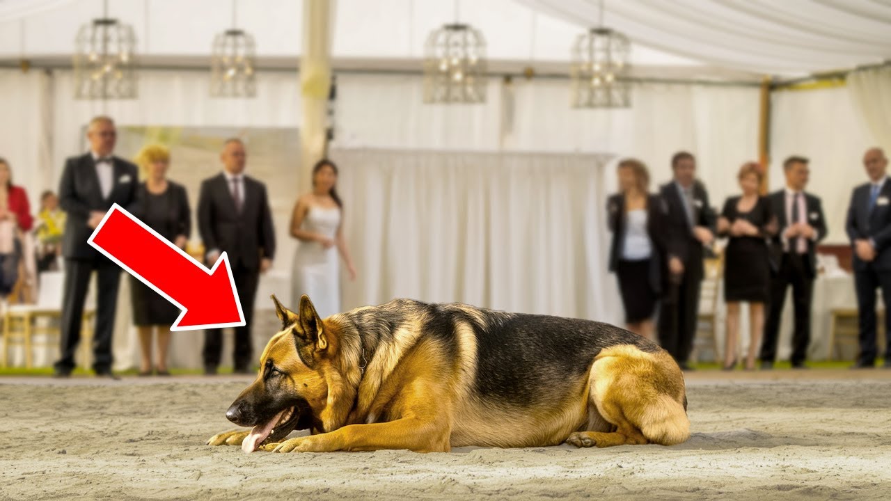 A Young Man Buys a Rejected Dog at an Auction, and What Happens Next ...