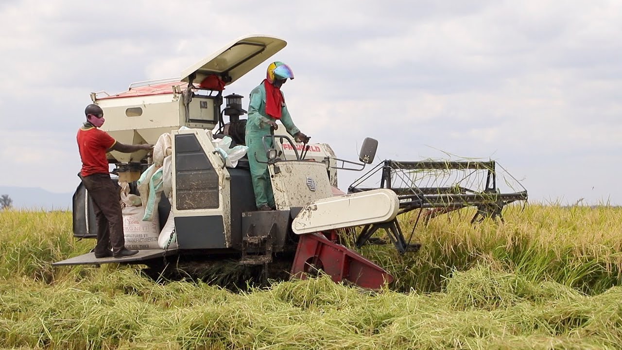 Mechanised Rice Harvesting in Mwea - YouTube