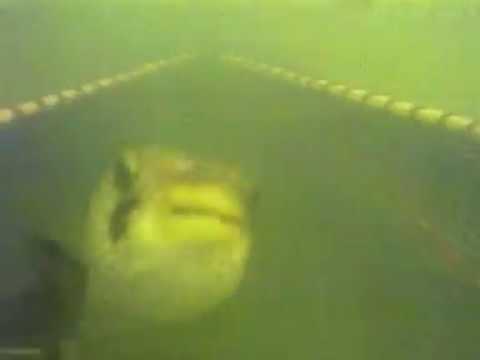 Bycatch reduction using a Nordmore grid - YouTube