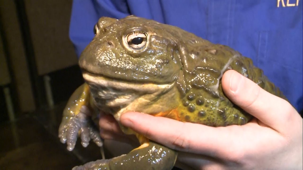 A ribbiting exhibit is on now at the RBG - YouTube