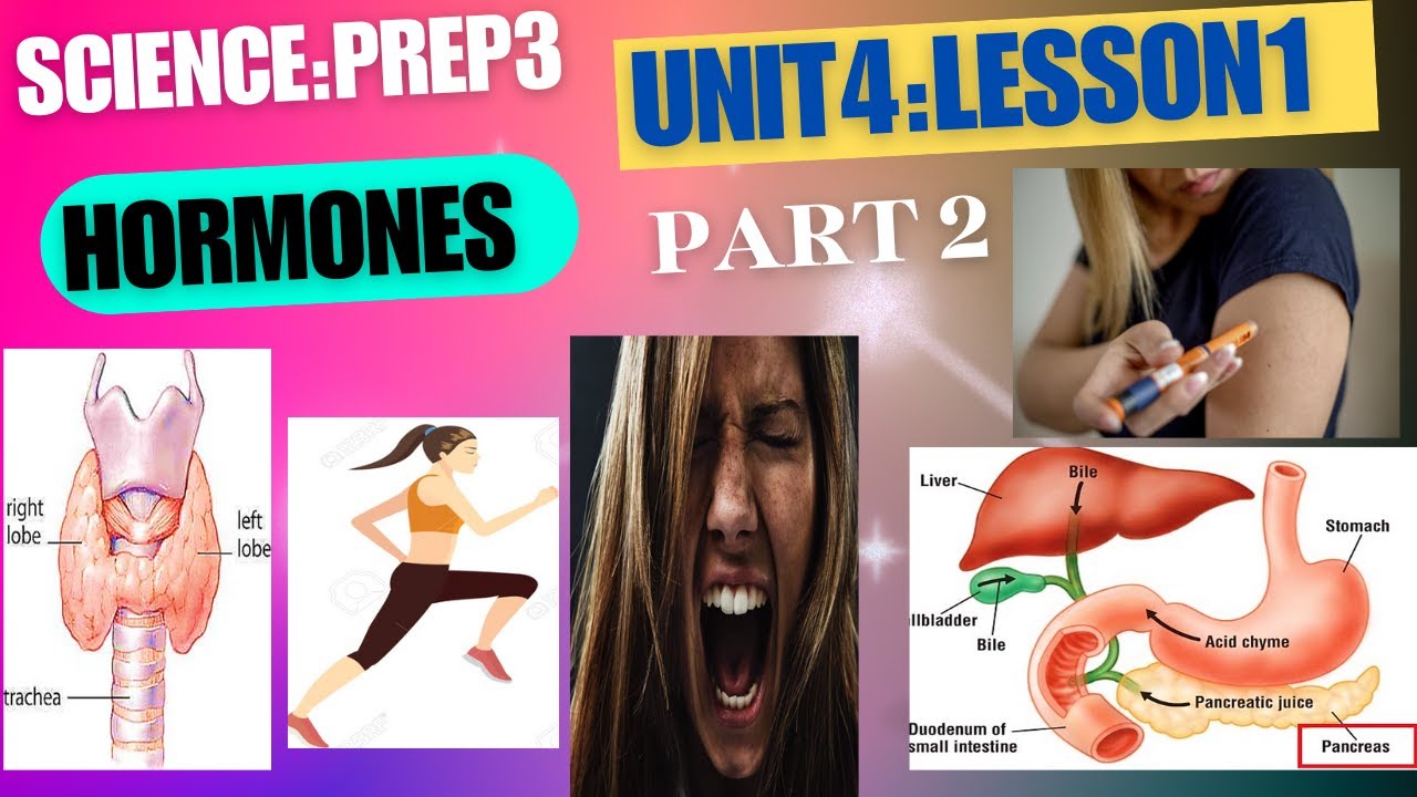 Science Prep3:unit4:lesson1:Hormones part 2 \ 2nd term - YouTube