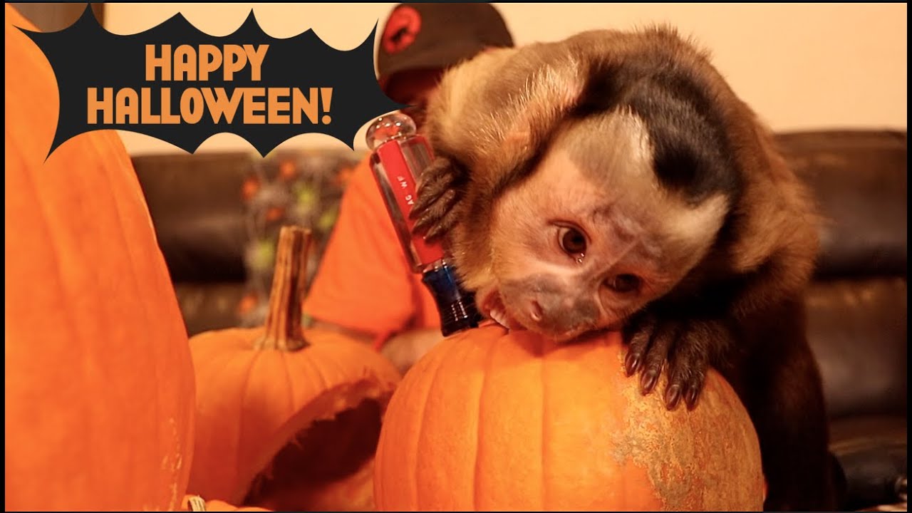 Baby Monkey Pumpkin FUN! - YouTube