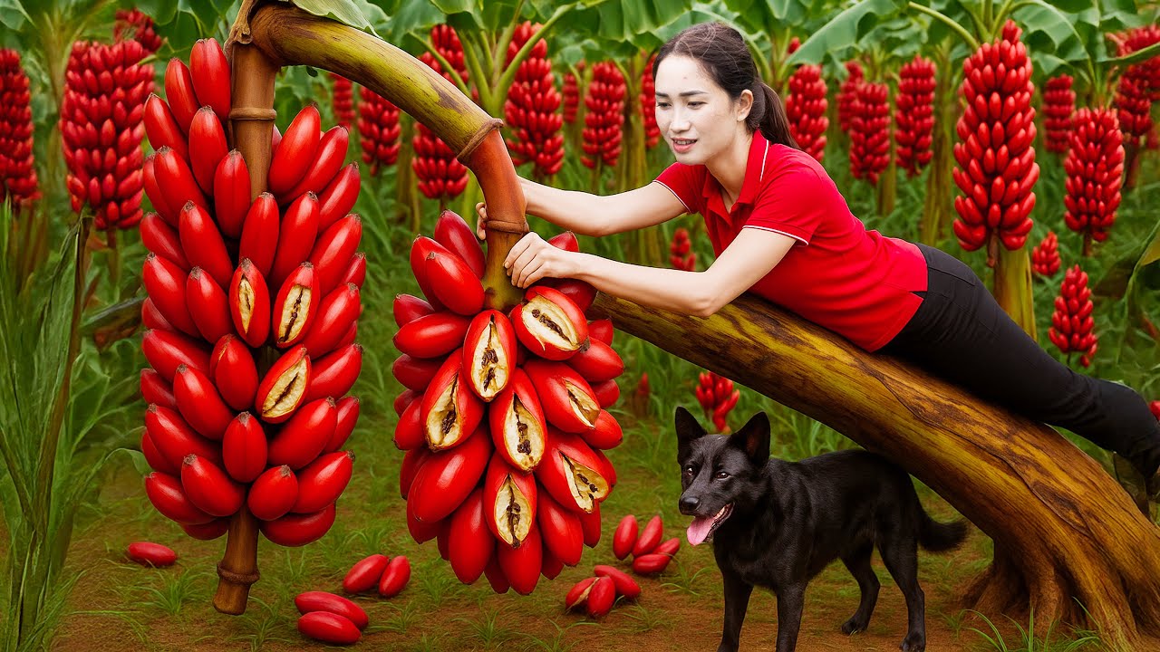 Rare Red Dacca Bananas Harvesting & How to Crispy Banana Cakes – Sold ...