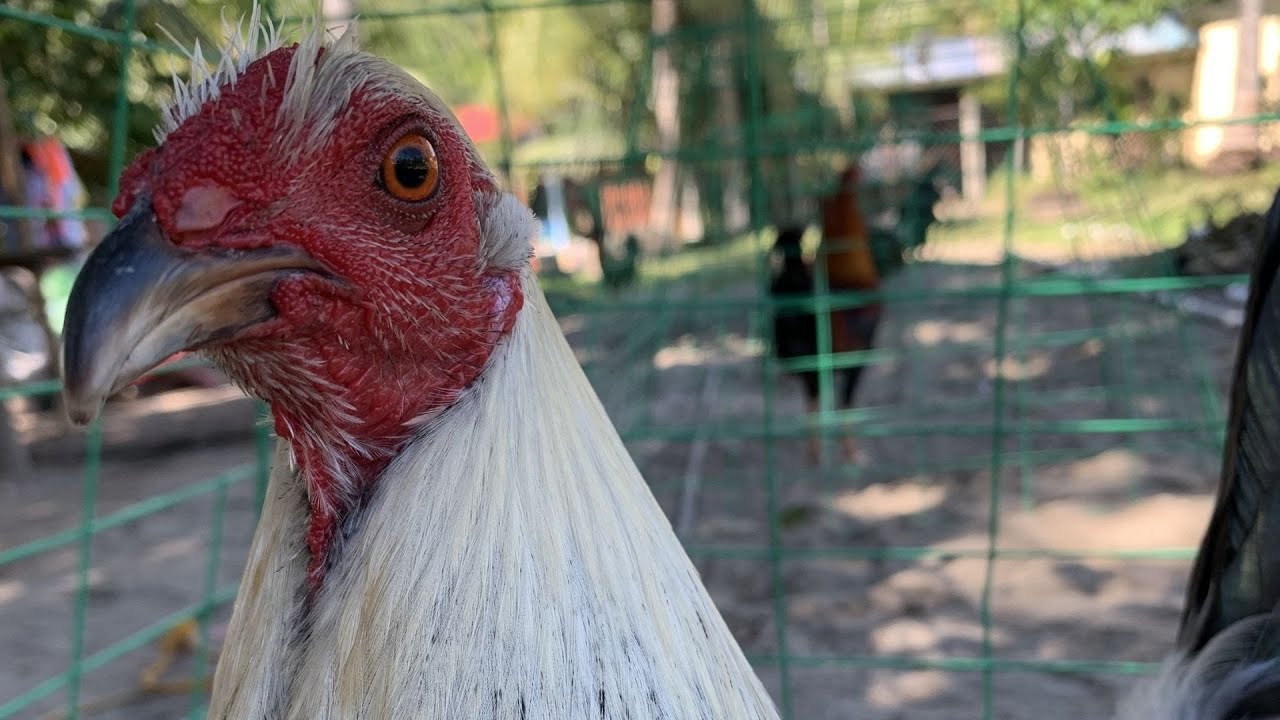 Grey Broodcock from Bacolod City, Negros Occidental - YouTube