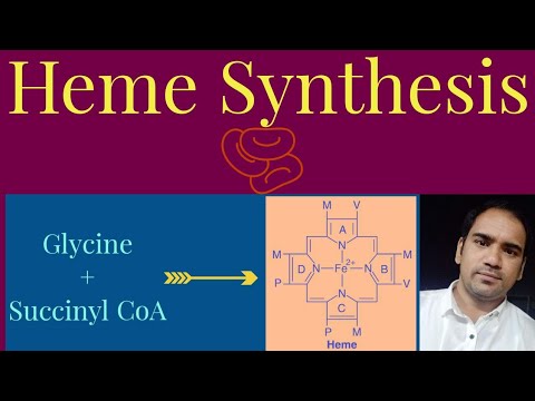 Heme synthesis pathway :Steps of Heme synthesis in Mitochondria ...