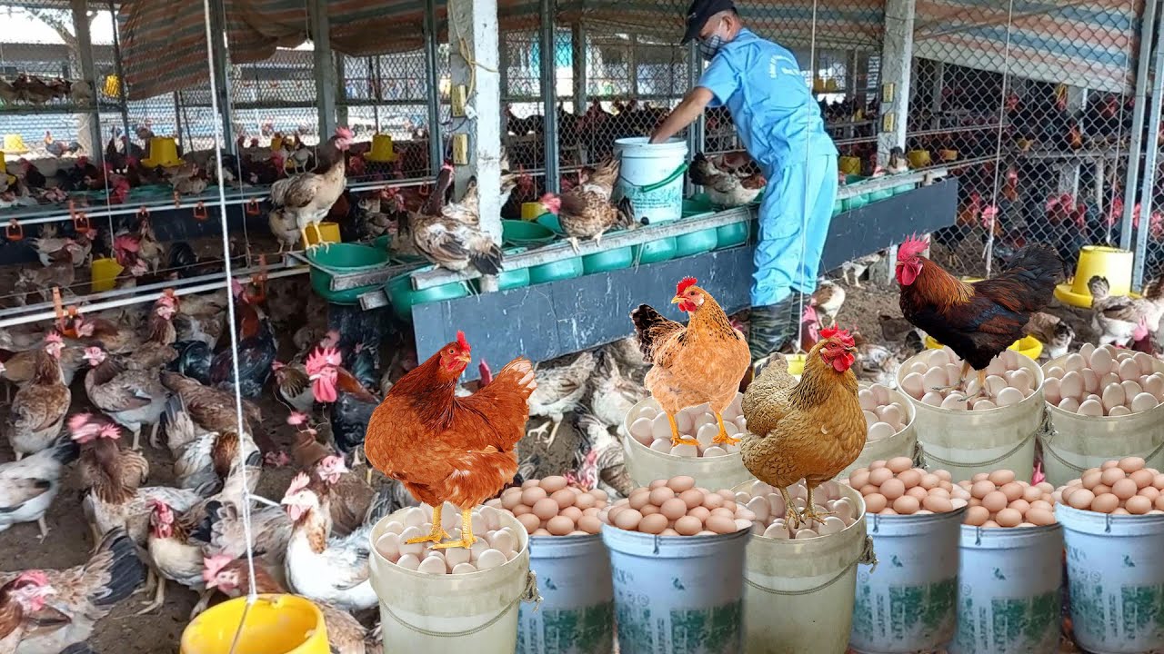 Full Video : Harvesting eggs of Chicken Farms - Farm And Country Life ...