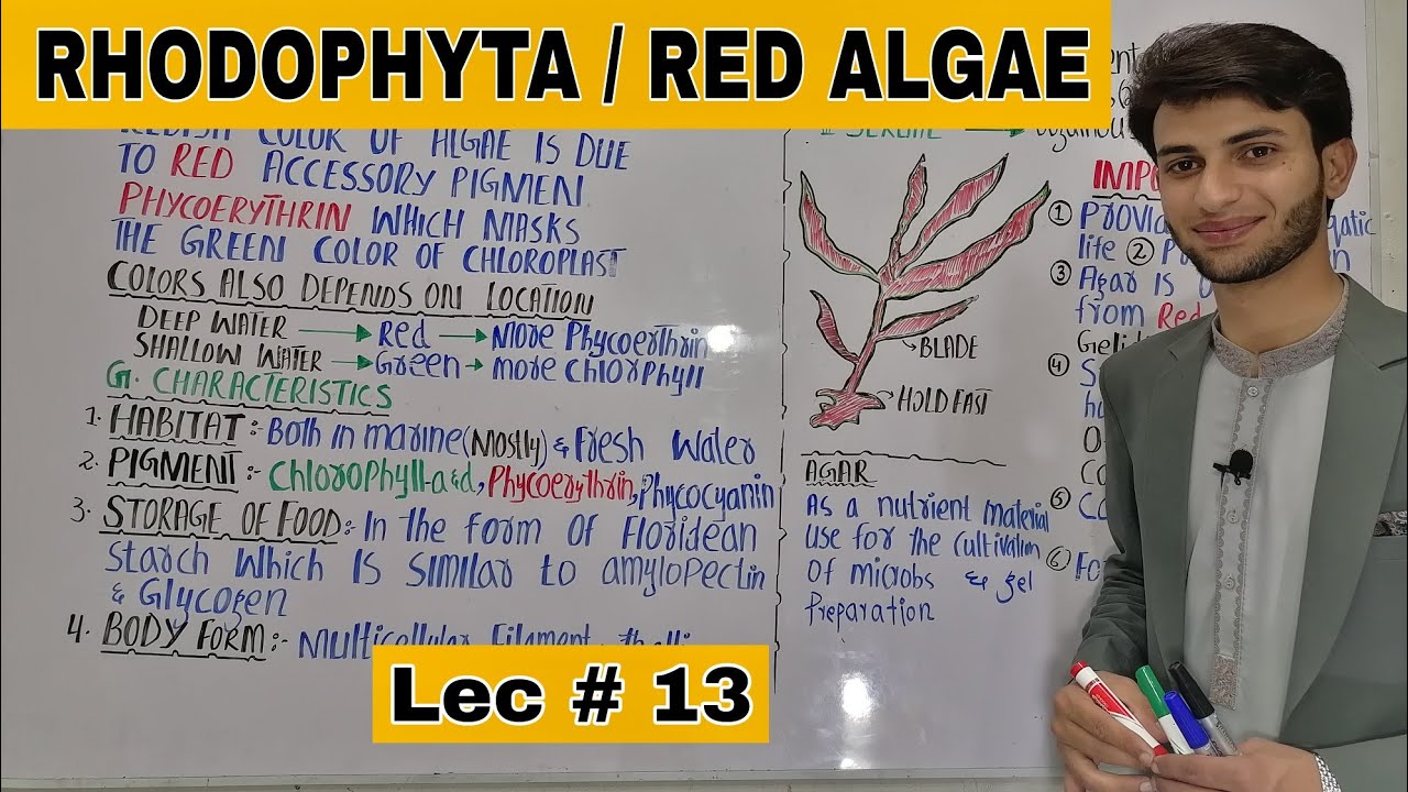 Rhodophyta l Red Algae l Rhodophyceae l Kingdom Protista - YouTube