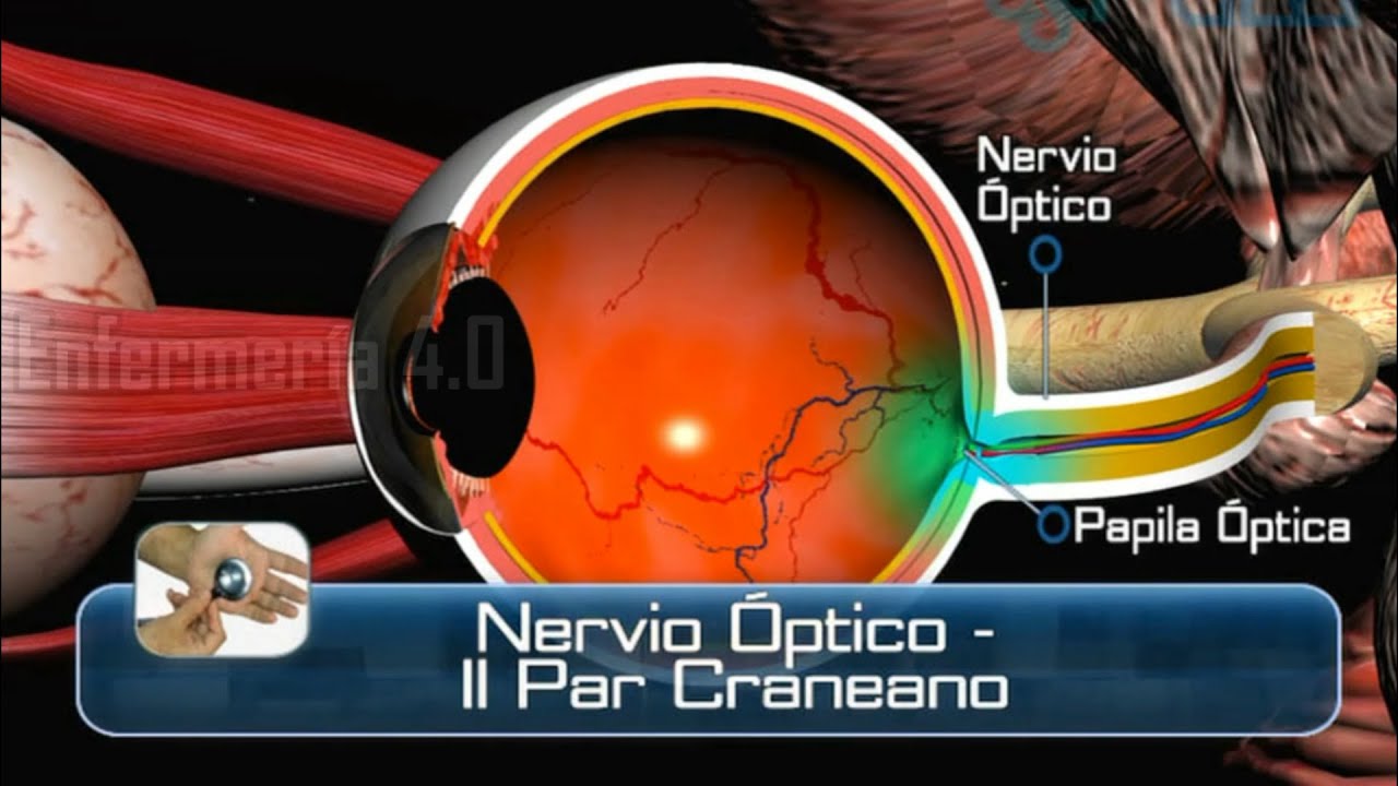 Anatomía De La Cabeza Del Nervio óptico Documento Sin Título