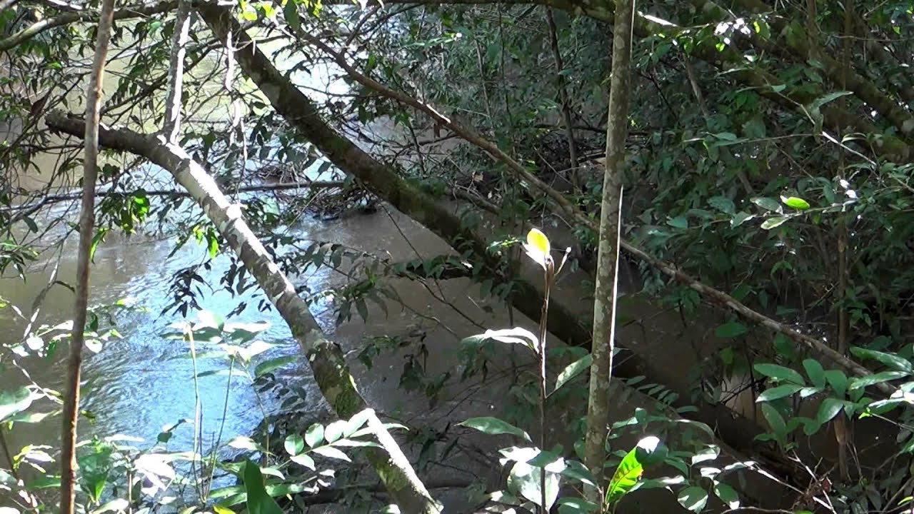 UNDULATED TINAMOU sounds (CRYPTURELLUS UNDULATUS), JAÓ, birds sing ...