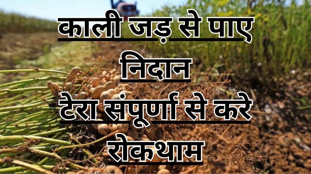 Groundnut Crop | Village Dhaylo Ka Baas | Terra Sampoorna | Farmer ...