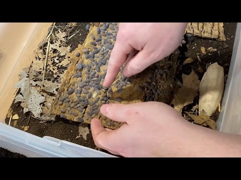 Isopod colour morph separation - YouTube