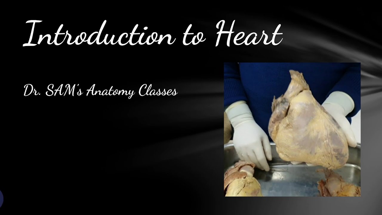 Introduction to Heart | Anatomical Position | Gross Anatomy ...