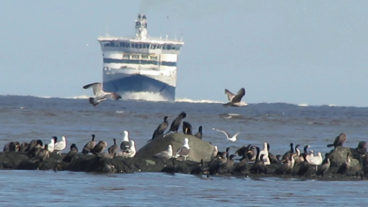 Birds/ Shout for channel: Natsof - YouTube