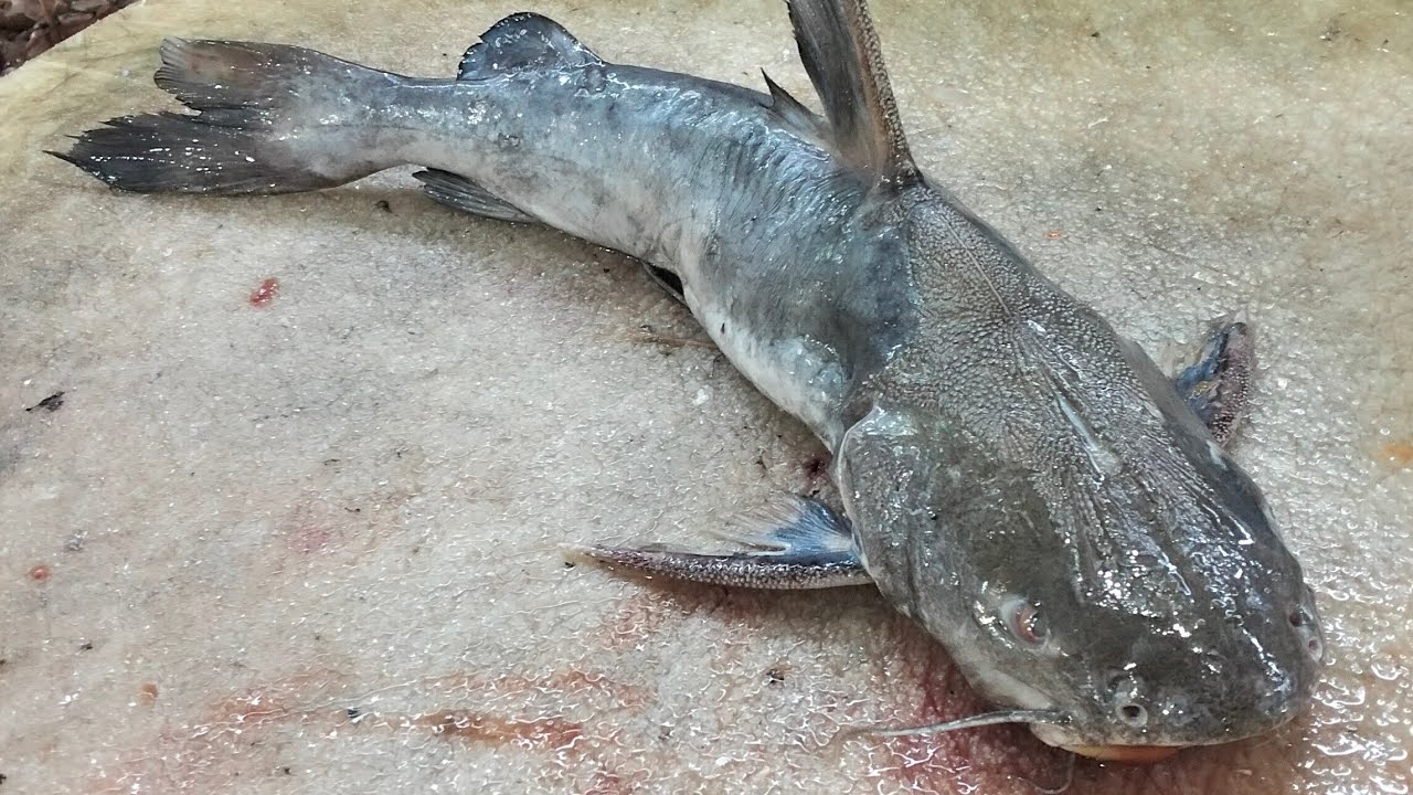 Amazing Catfish Cutting Chopping Slice Expert Fish Cutter - YouTube
