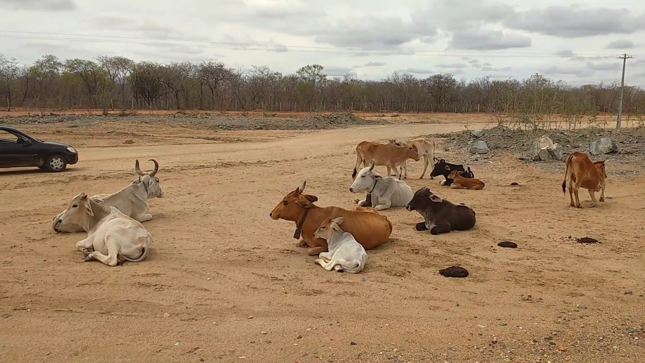 Animais macros de fome. Barriga cheia de Agua - YouTube