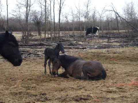 Percheron Babies - YouTube