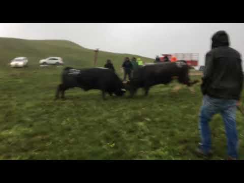 ARTVİN DAĞINDA BOĞA GÜREŞLERİ DOLU YAĞSADA ENGEL OLMADI
