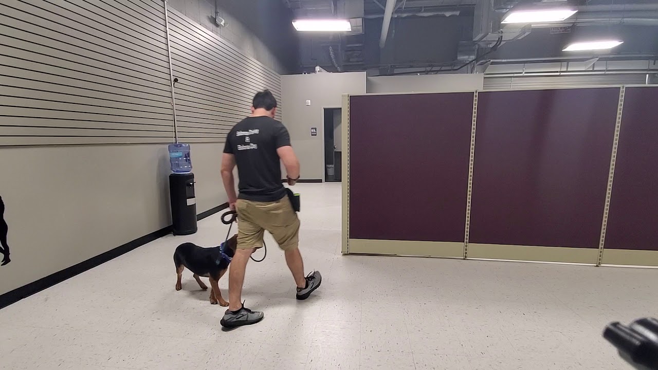 Molly walk - YouTube
