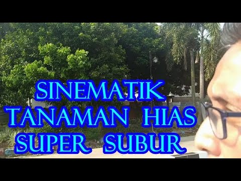 Sinematik puluhan tanaman hias super subur di taman yang indah - YouTube