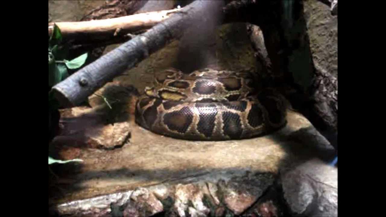 Funny Sneeze snake- Kýchajúci Python - YouTube