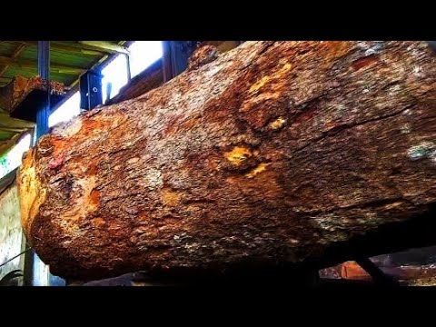 olağanüstü bir desene sahip küçük tik ağacı. Endonezya kereste fabrikası