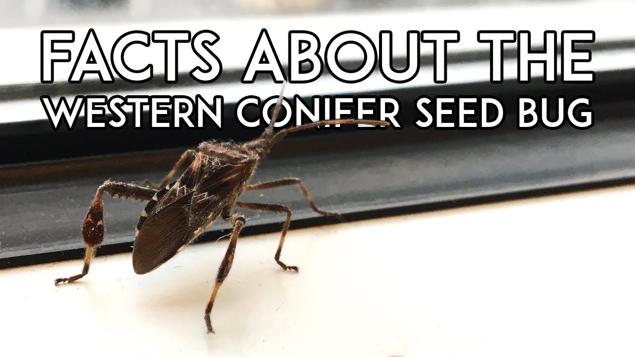 Fun Facts About the Western Conifer Seed Bug (Leptoglossus occidentalis ...