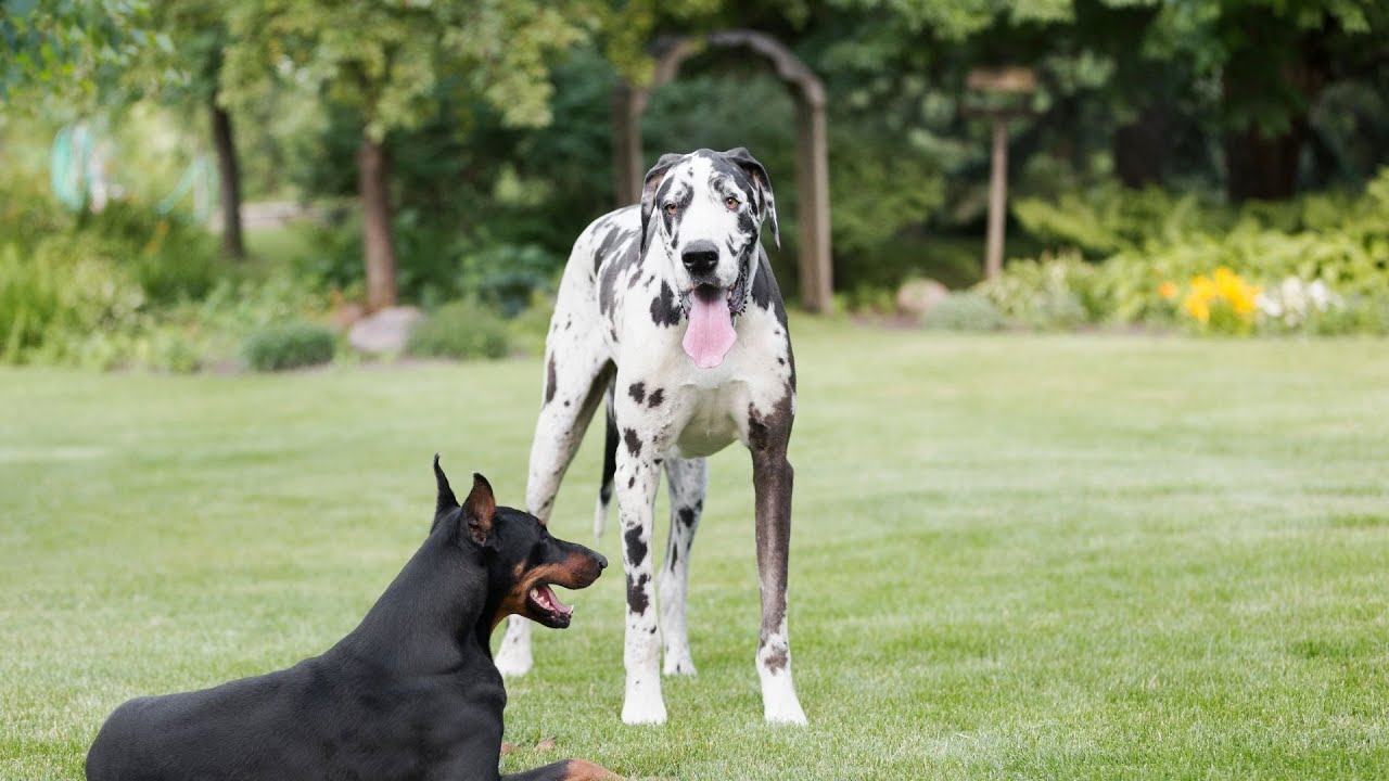 Great Dane vs Cane Corso Powerful Breeds - YouTube