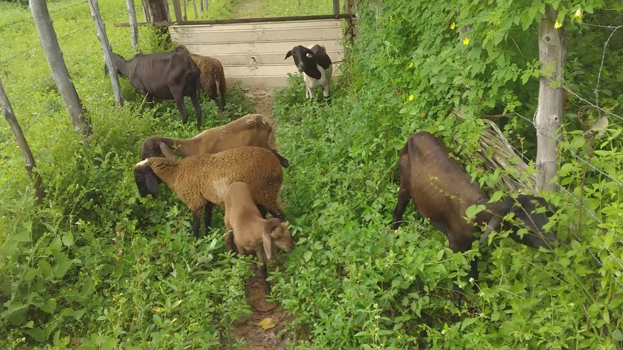 É melhor criar bode ou carneiro - YouTube