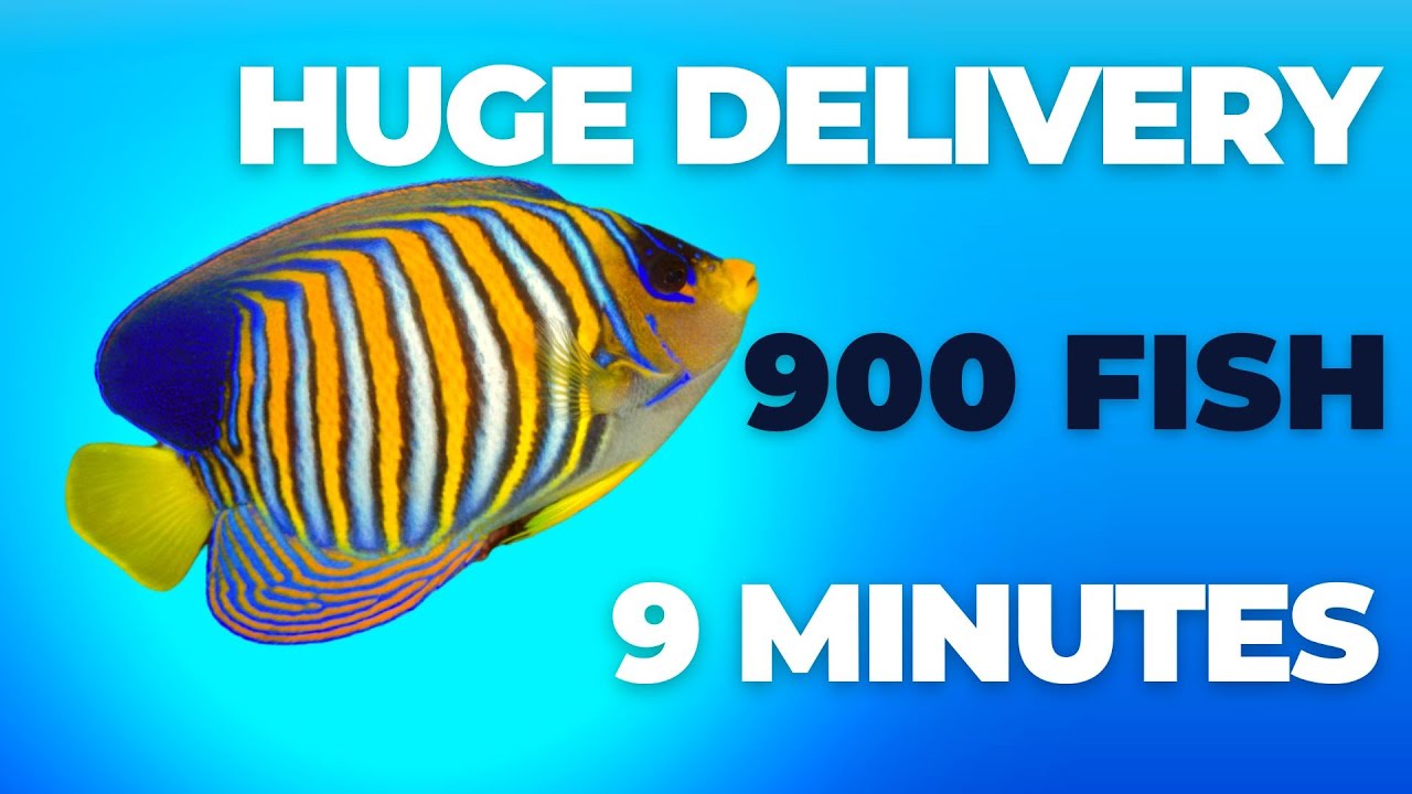 Huge fish delivery, over 900 marine fish in 9 minutes! - YouTube