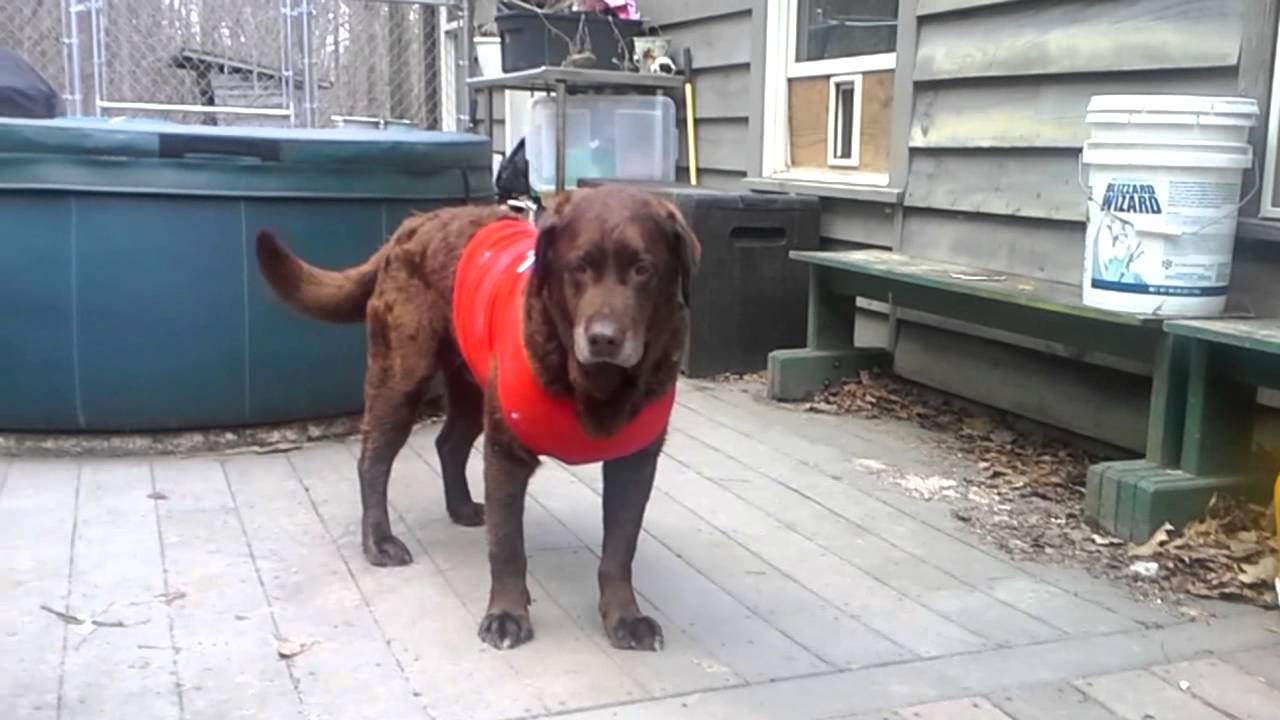 Cayuga Dog Rescue - Benny - 2014-04-12 - YouTube