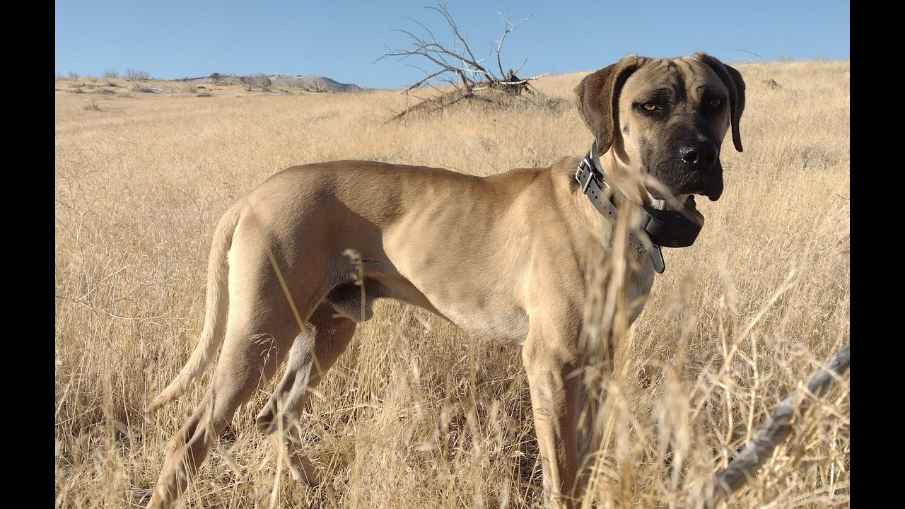 First Decoy Dog Hunt 2023 - YouTube