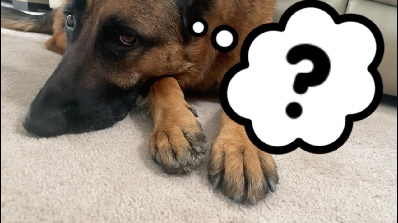 German Shepherd Gets Surprise 🤣 ️🦴🐶 - YouTube