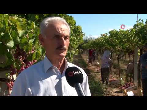 Üzüm üreticinin yüzünü güldürüyor