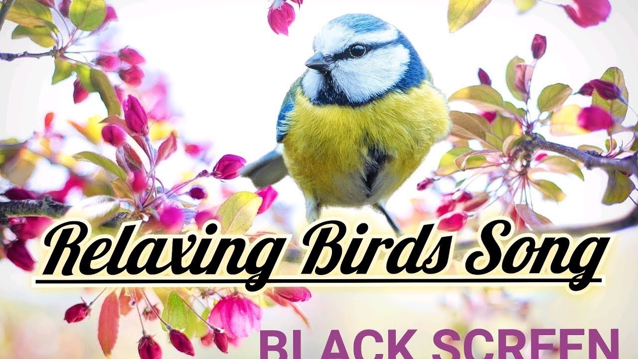 Relaxing Bird Songs | Black Screen - YouTube