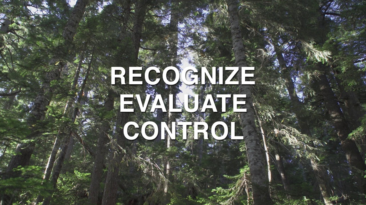 Manual Tree Falling - Site Assessment - YouTube