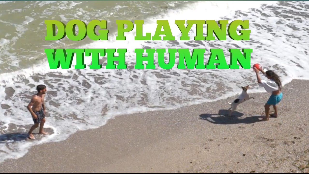 Dog Playing Game With Human - YouTube