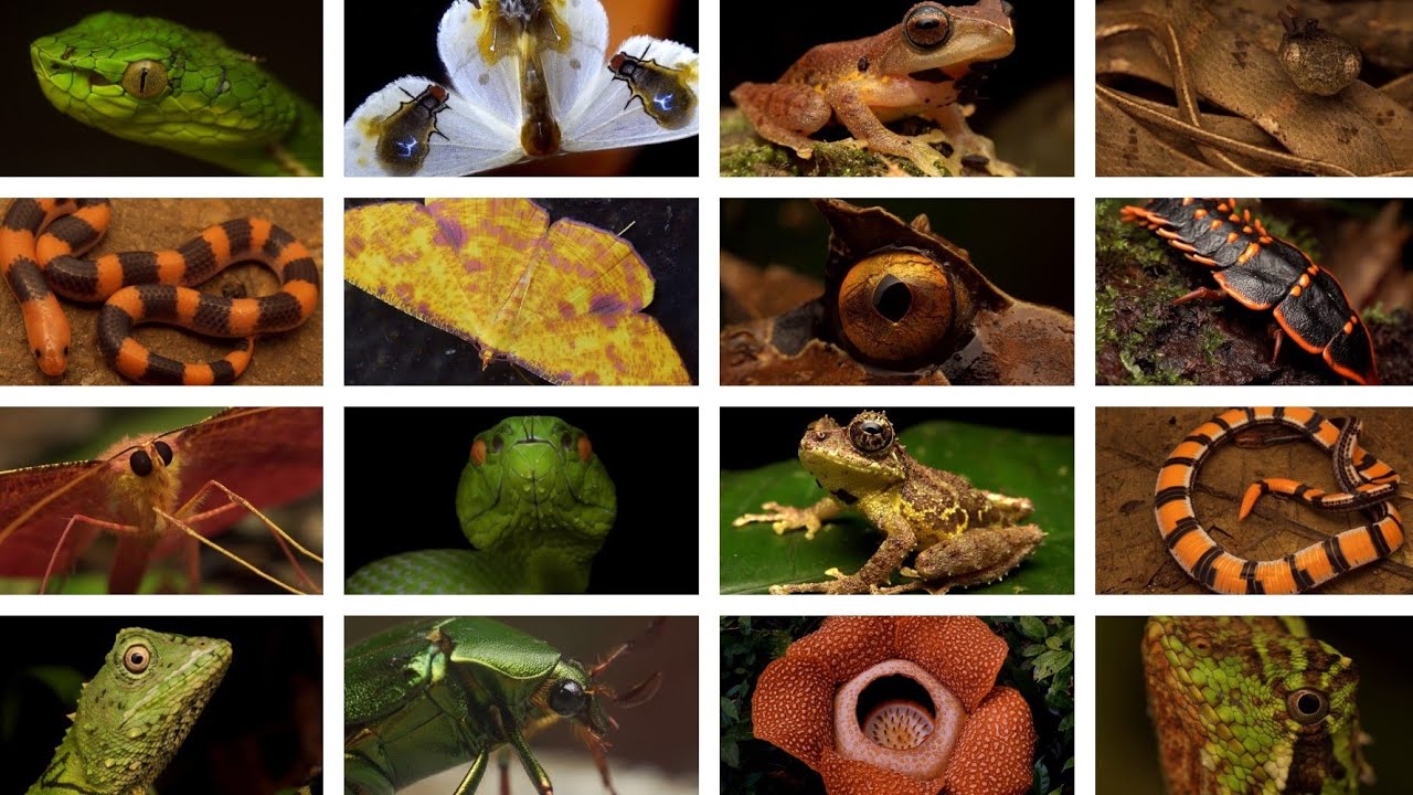 The Wonders of Kinabalu National Park 4K: Sabah, Borneo: Snakes, Frogs ...