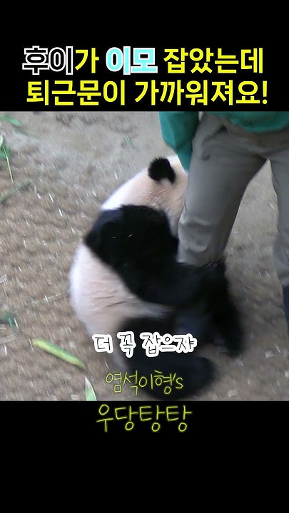 후이가 이모 잡았는데 퇴근문이 가까워져요 Youtube