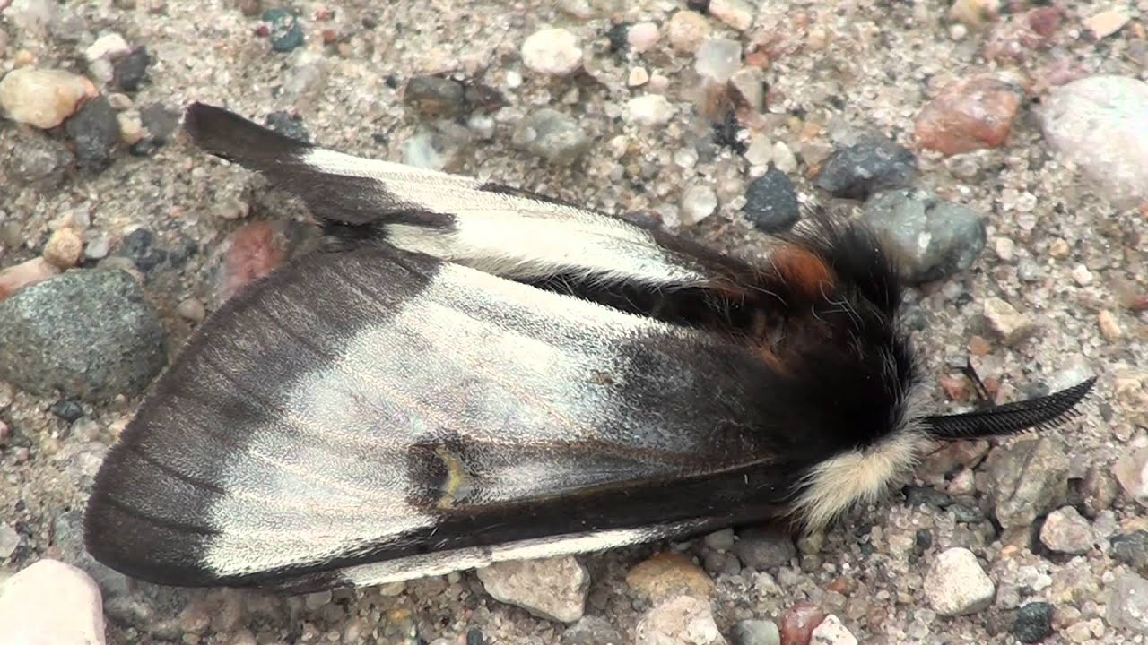 Nevada Buck Moth (Saturniidae: Hemileuca nevadensis) Male on Road - YouTube