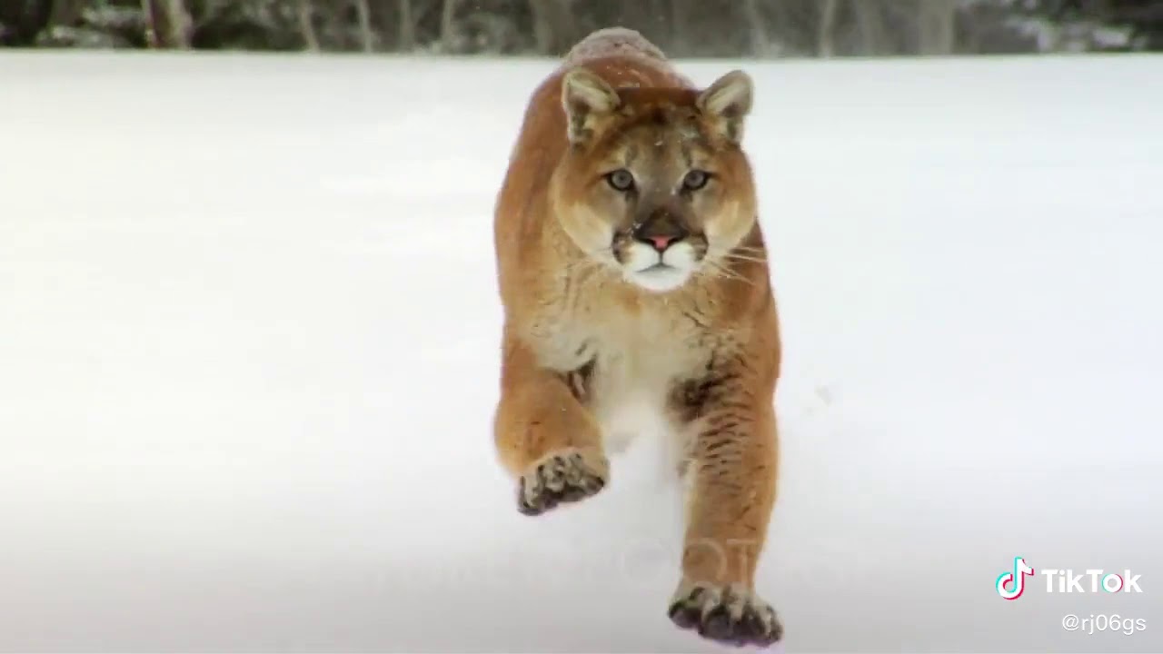 TiGer Attack On Camera ,Full HD Video Download - YouTube