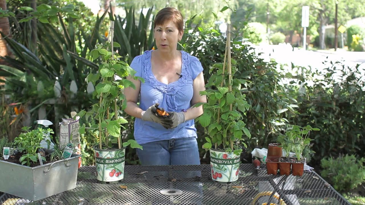 How to Cut Back a Raspberry Bush in Early Spring : Garden Space - YouTube