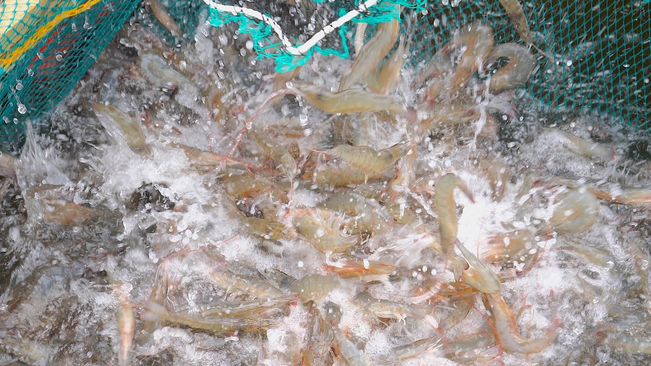 Amazing live shrimp! Watch the Sea shrimp grown in the open field, real ...